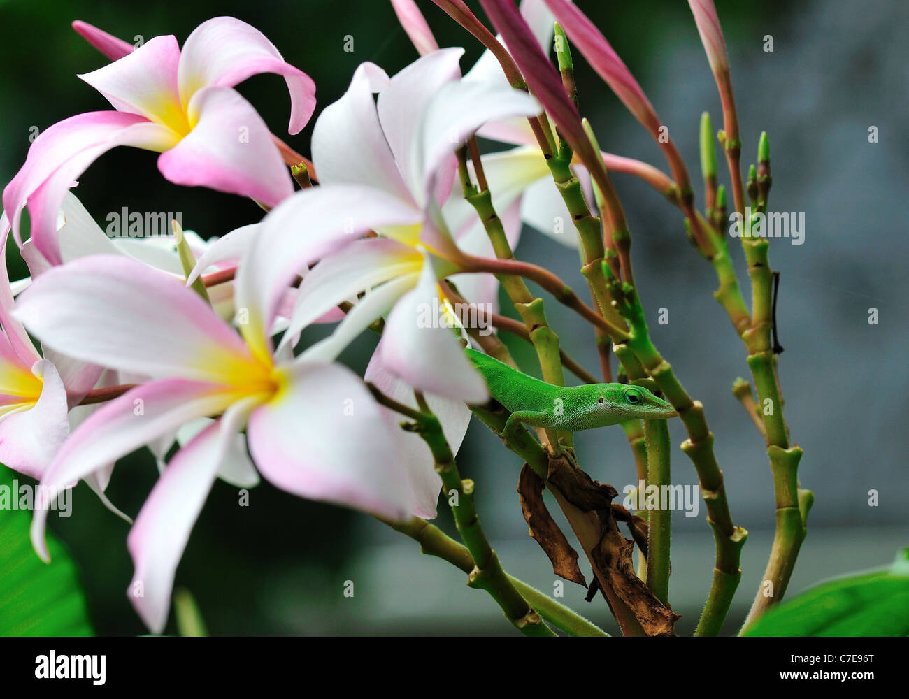 Anole Lizard High Resolution Stock Photography and Images - Alamy