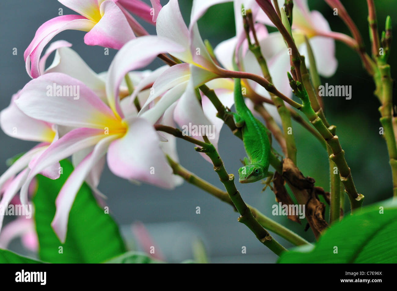 Green anole lizard hi-res stock photography and images - Alamy