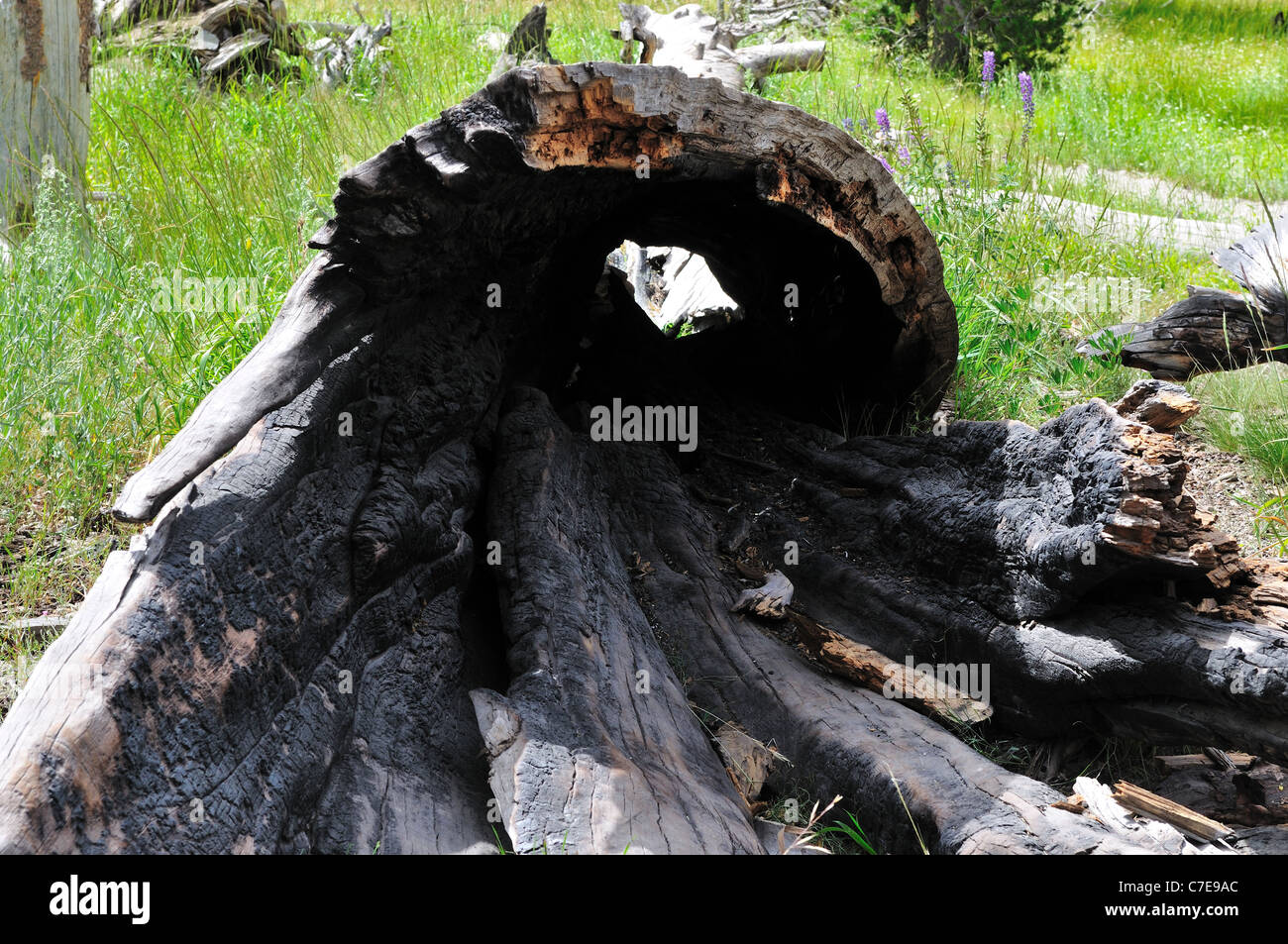 Hollow Tree Log