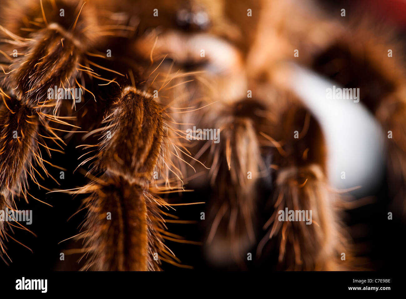 Close up spider leg hi-res stock photography and images - Alamy