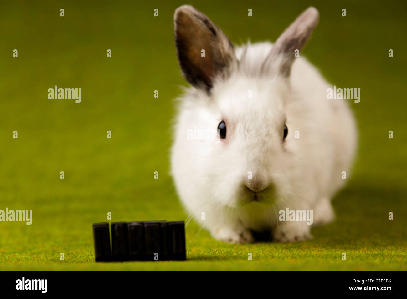 Green background and bunny Stock Photo - Alamy