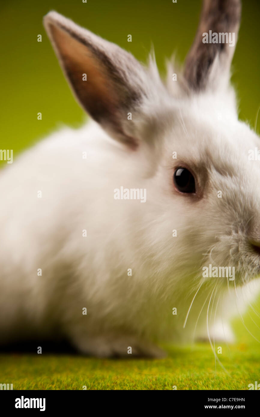 Green background and bunny Stock Photo - Alamy