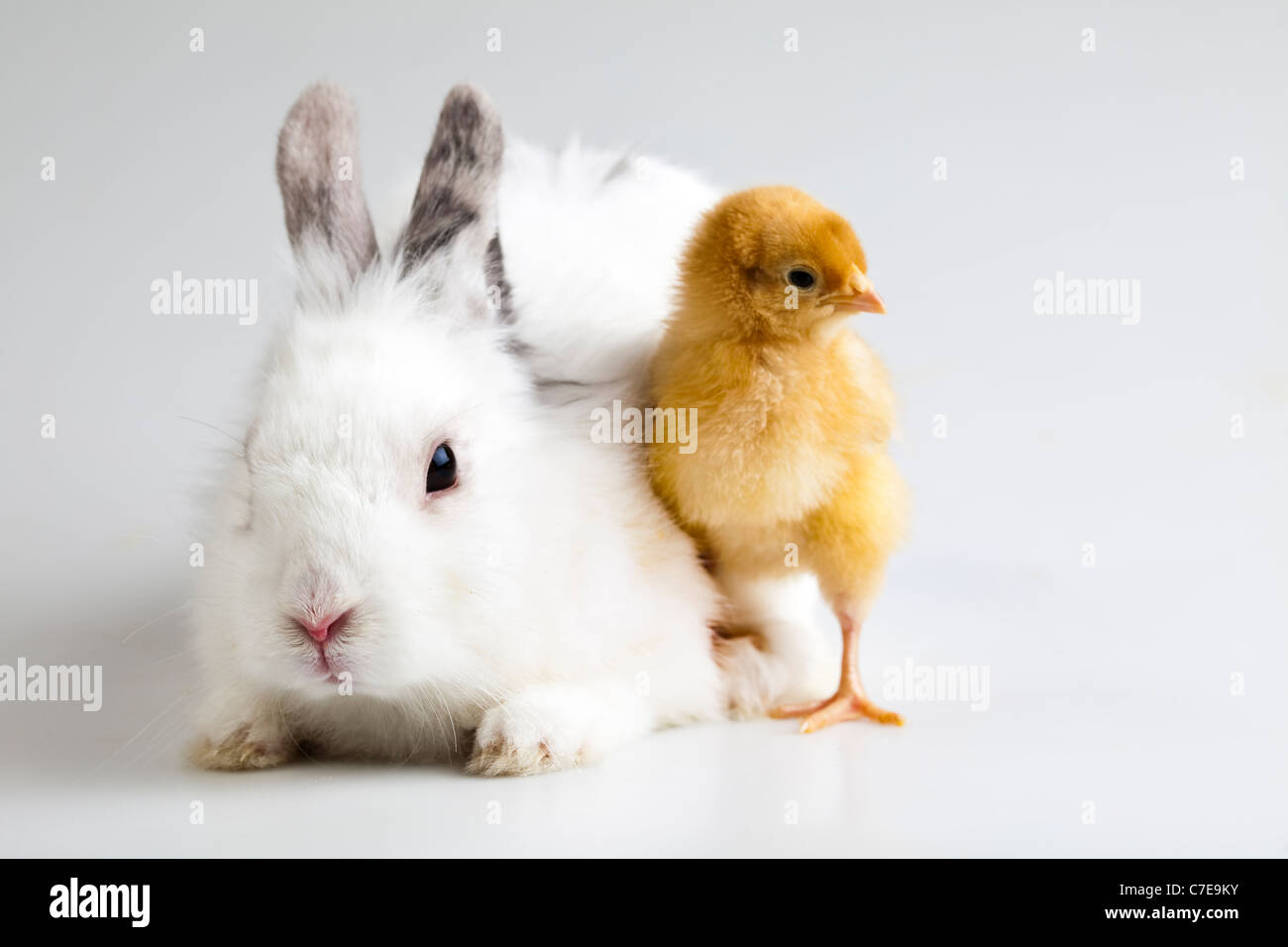Rabbit chick bunny chicken hi-res stock photography and images - Alamy