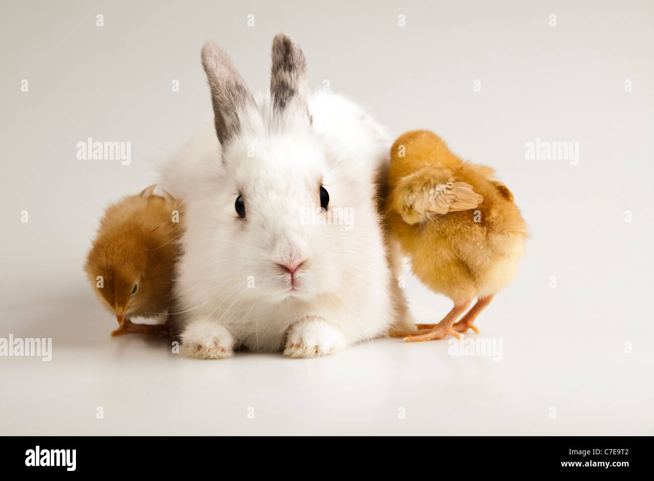 Chick and bunny Stock Photo - Alamy