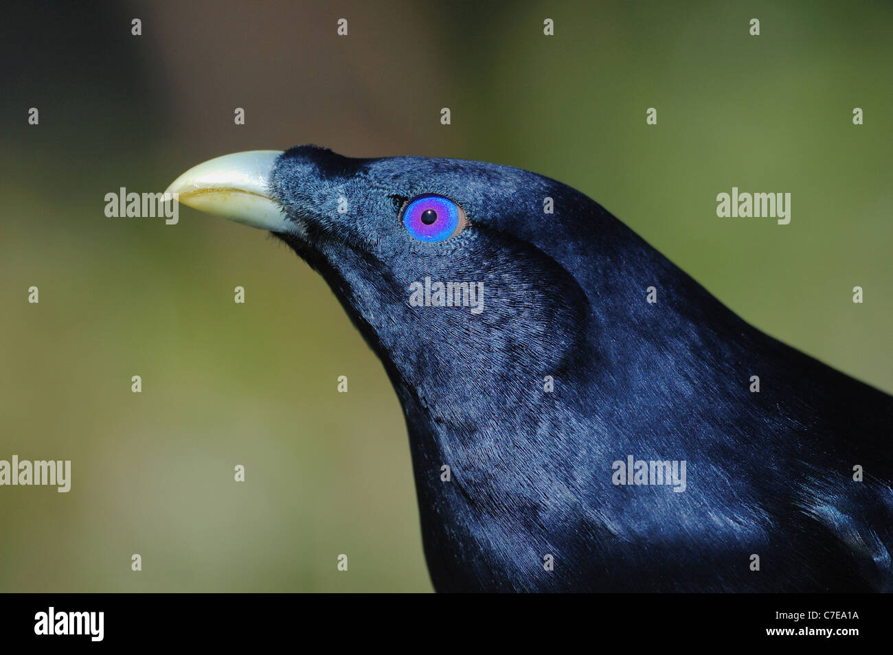 Male Satin Bowerbird (Ptilonorhynchus violaceus) in Lamington National Park Stock Photo - Alamy