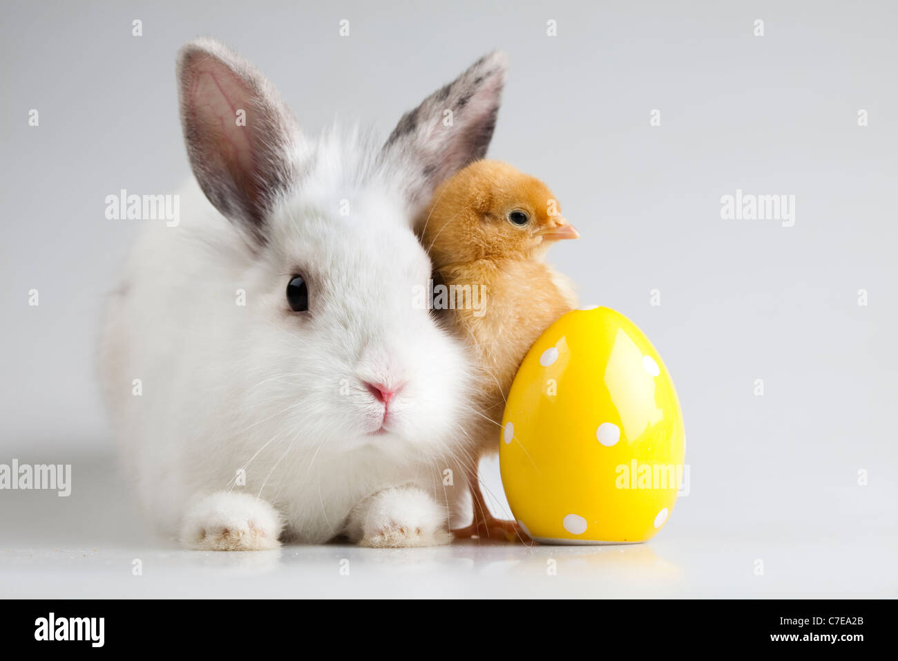 Chick and bunny Stock Photo - Alamy