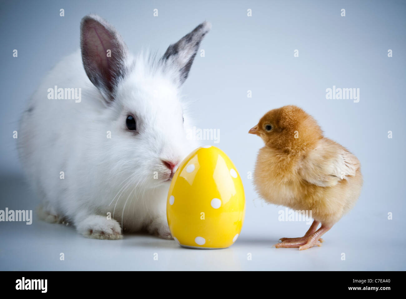 Chick and bunny Stock Photo - Alamy