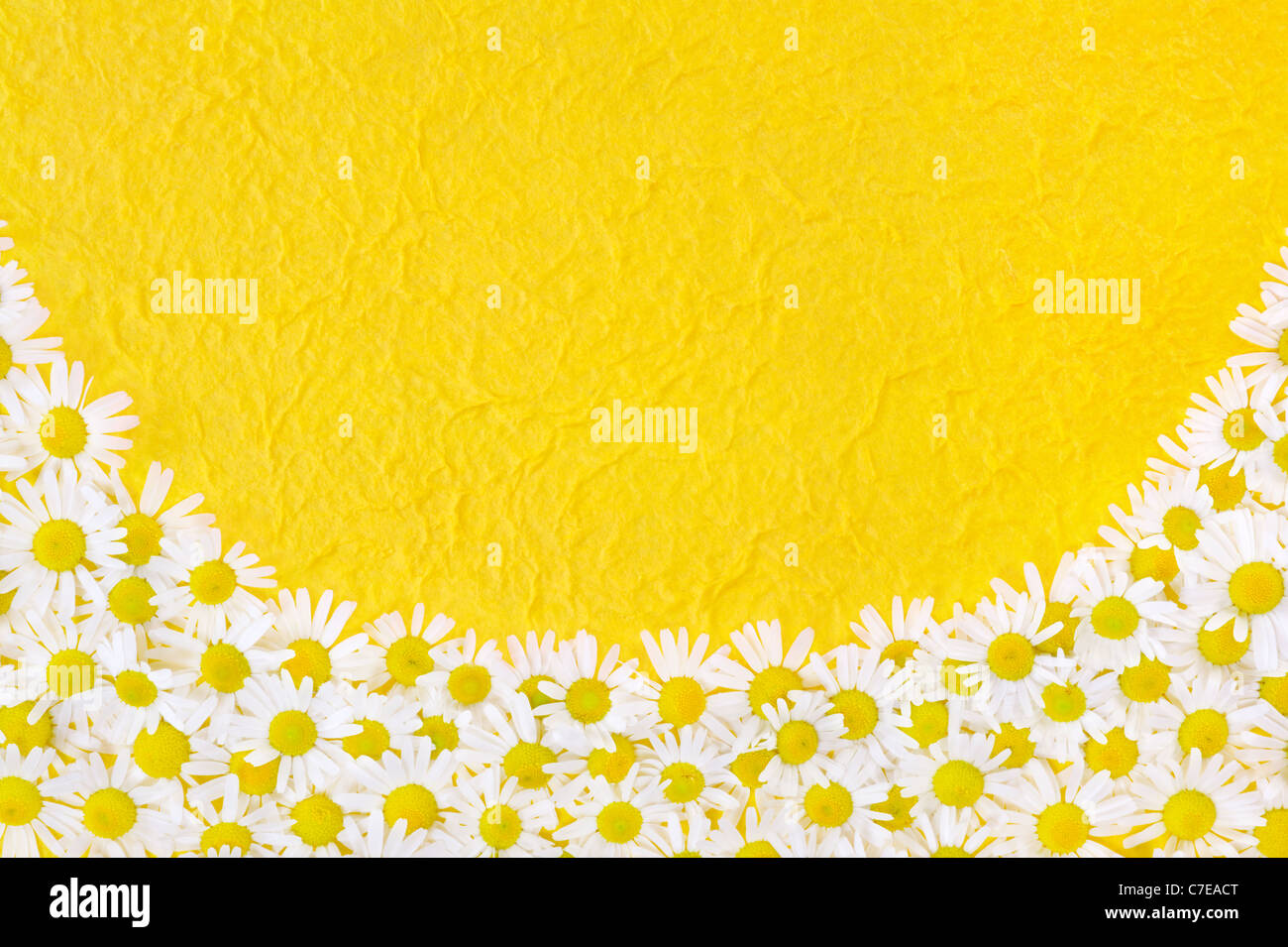 Group of Chamomile flower heads over handmade paper – frame Stock Photo ...
