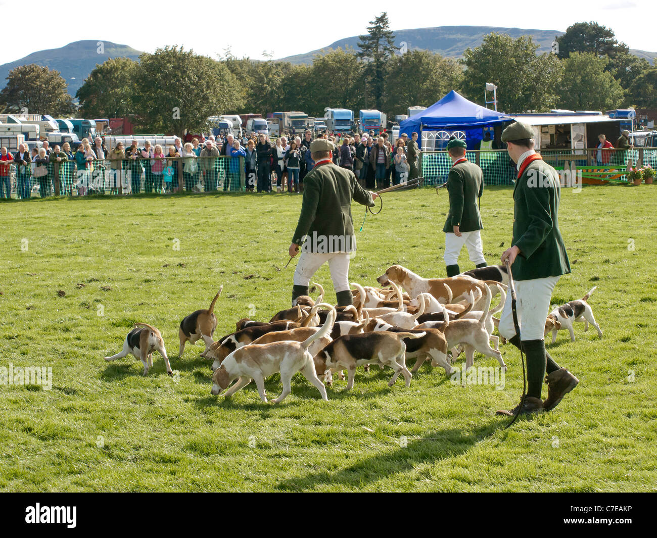 Beagles hunt hi-res stock photography and images - Alamy