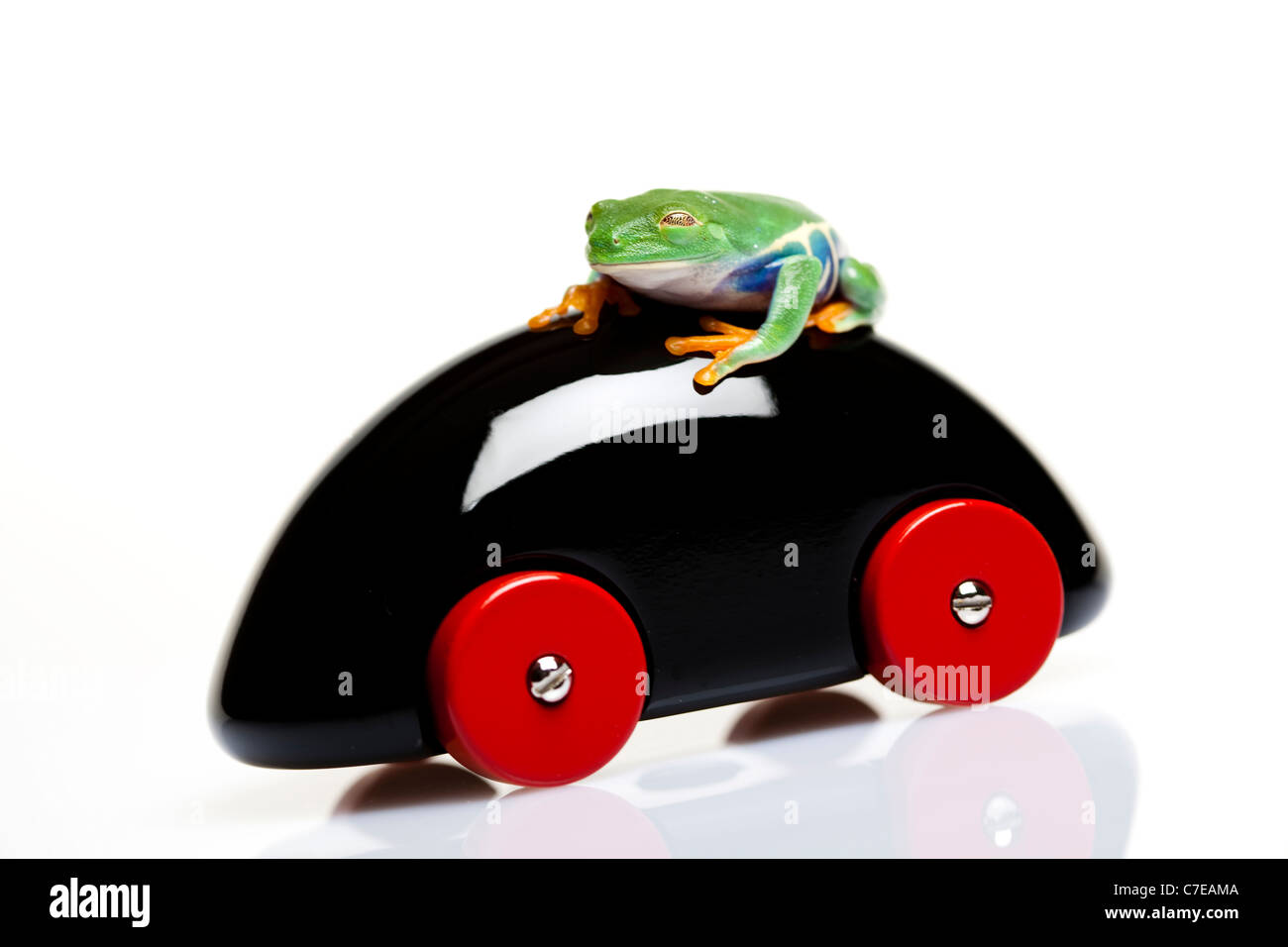 Frog in a car Stock Photo - Alamy