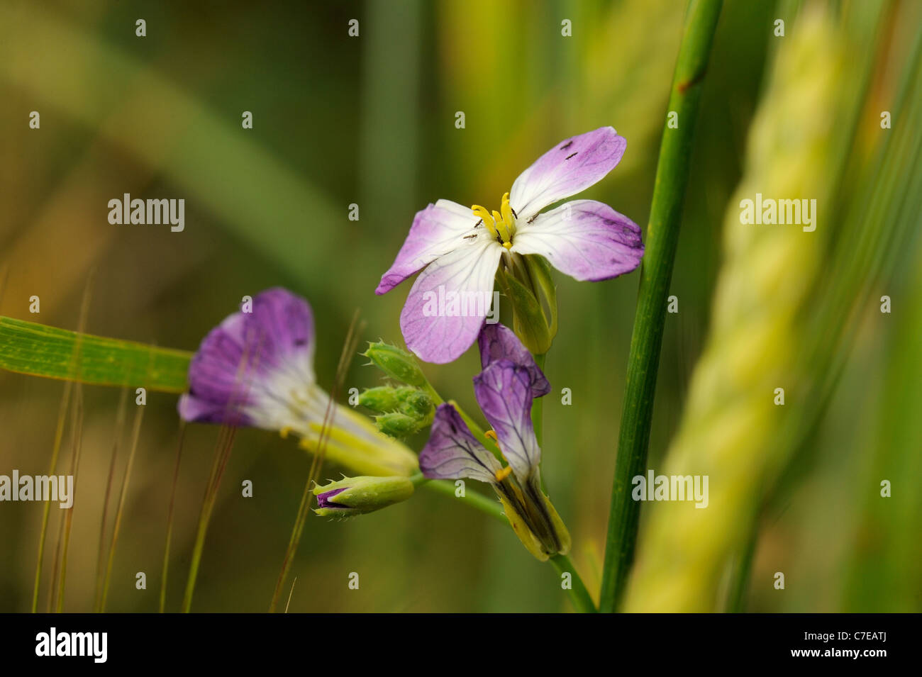 Garden Radish, raphanus sativus Stock Photo - Alamy