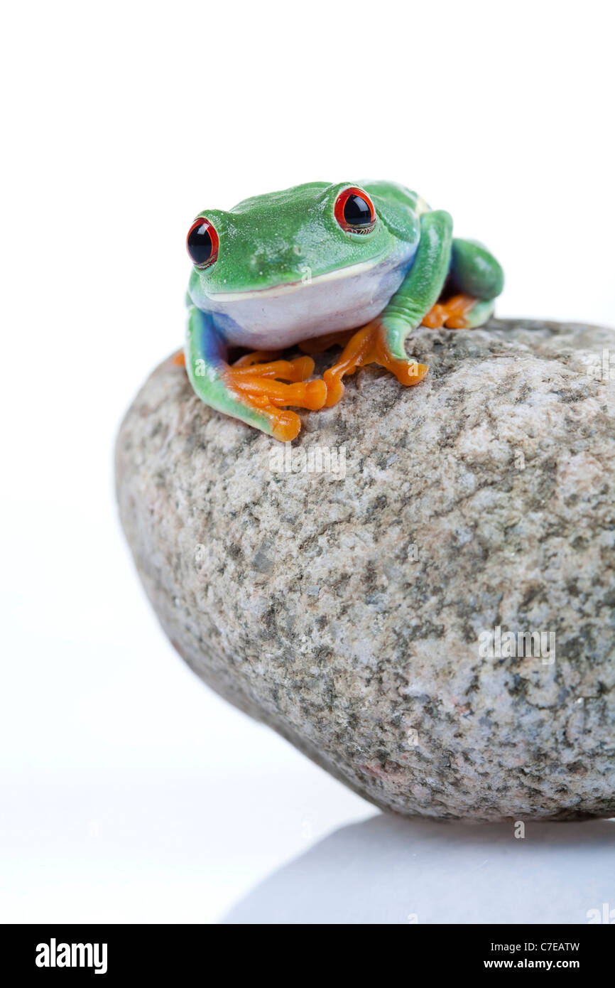 Frog - small animal red eyed Stock Photo - Alamy
