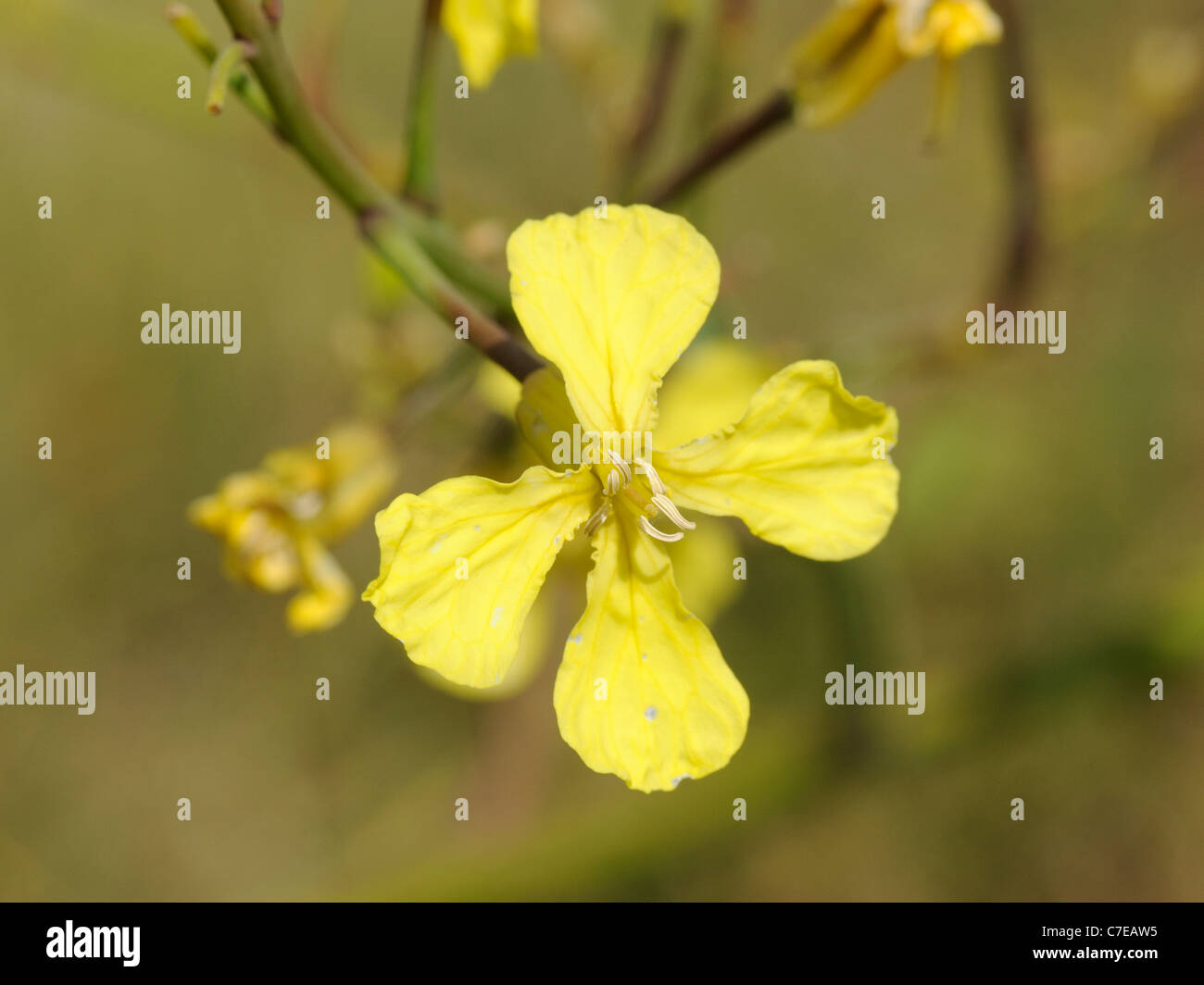 Sea radish hi-res stock photography and images - Alamy