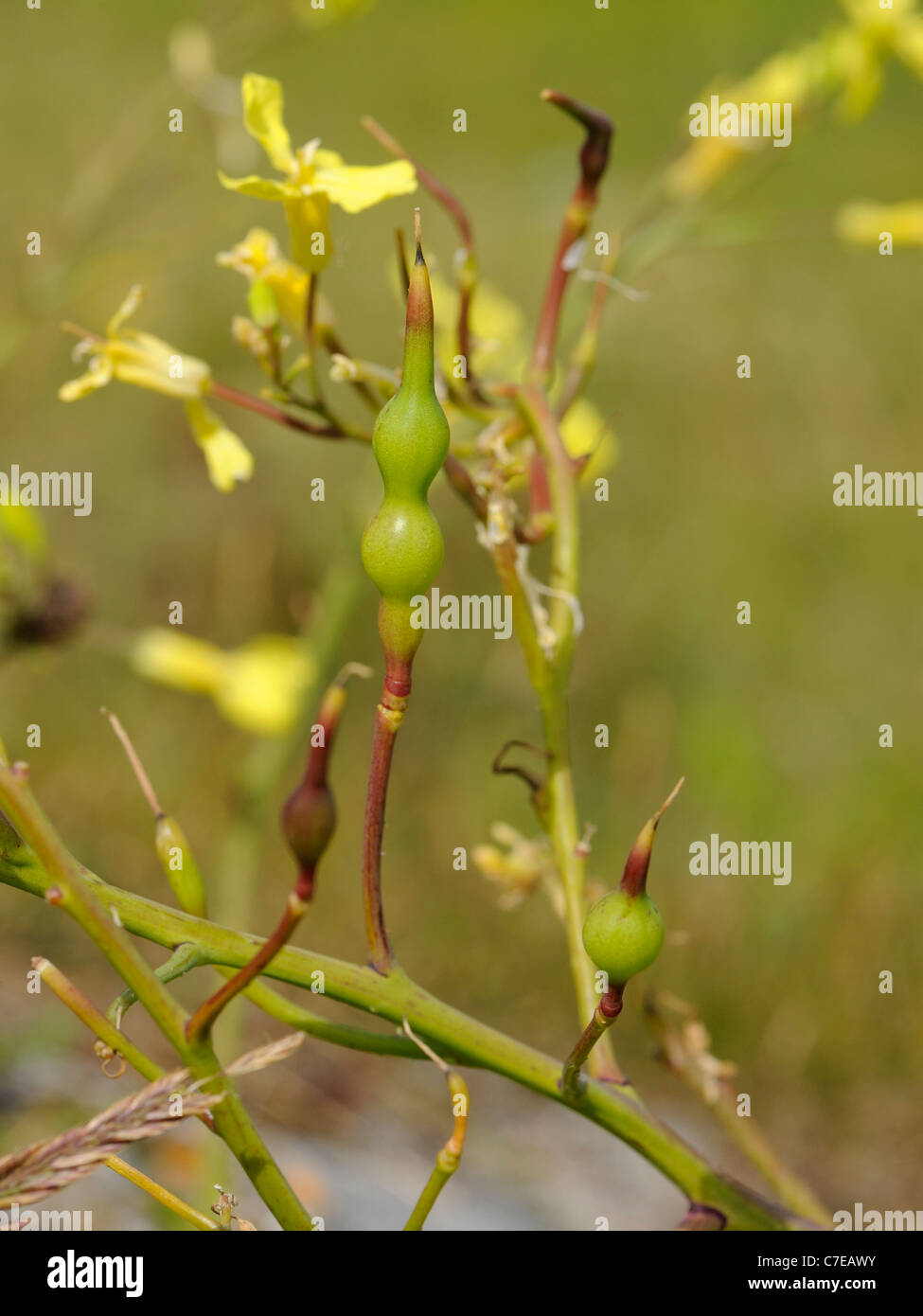 Sea radish hi-res stock photography and images - Alamy