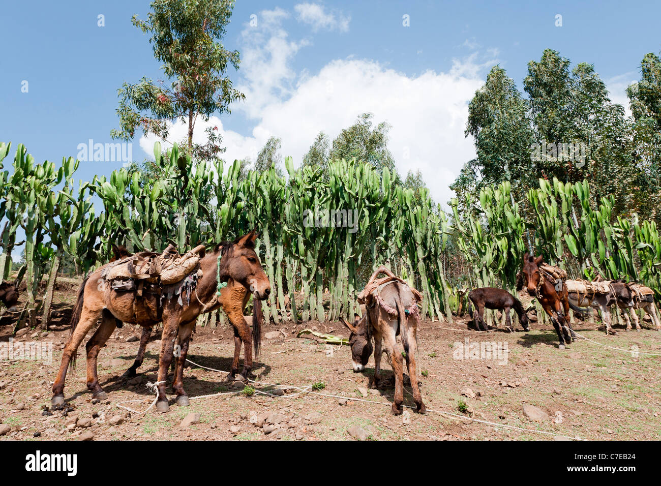Ethiopia dessie hi-res stock photography and images - Alamy