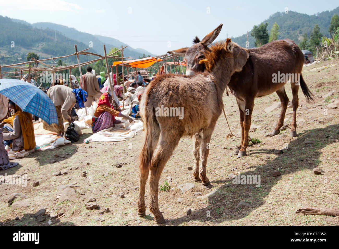 Dessie ethiopian hi-res stock photography and images - Alamy