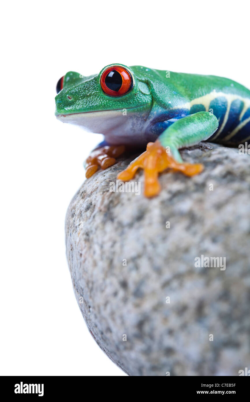 Frog - small animal red eyed Stock Photo - Alamy