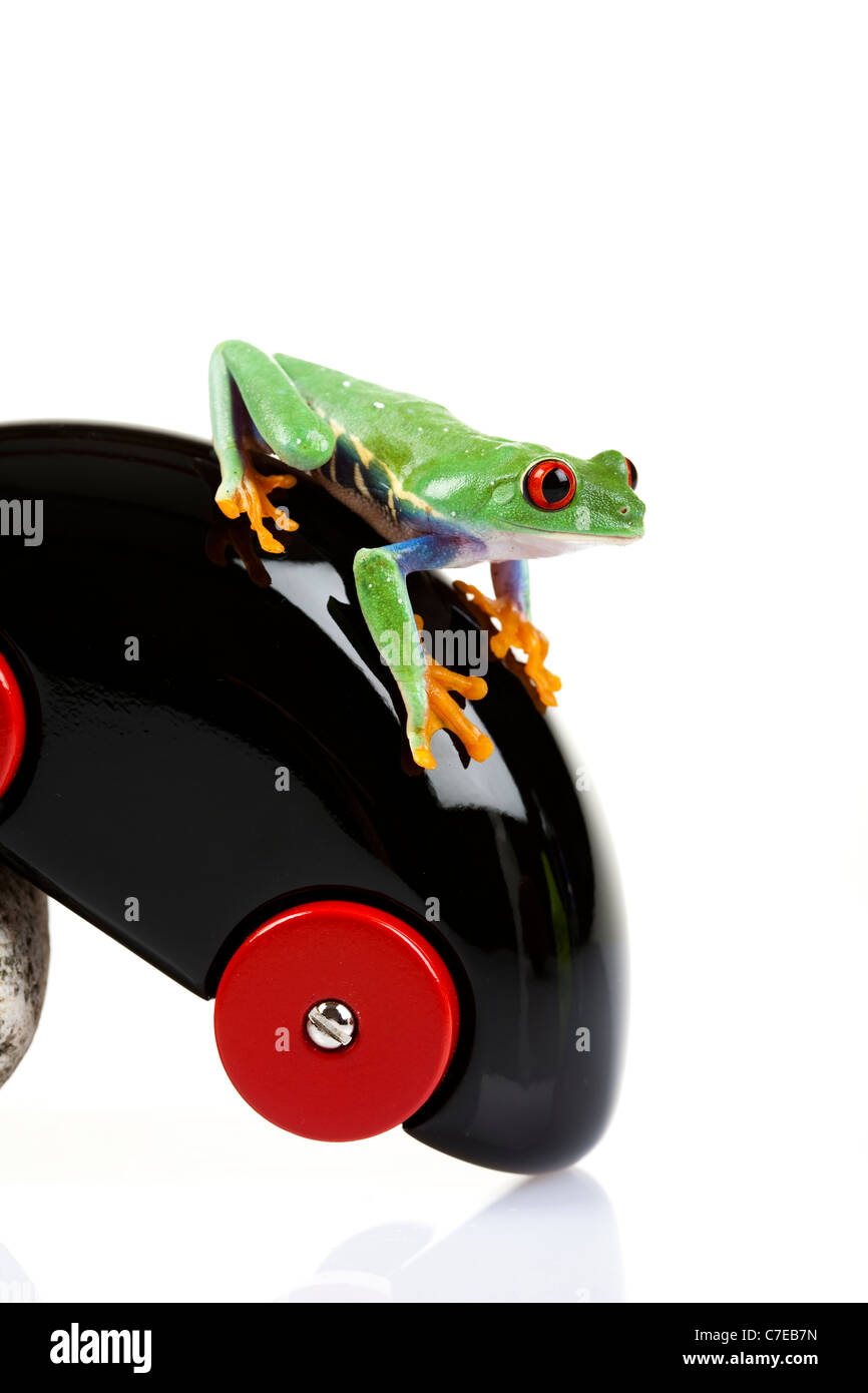 Green Frog driving! Stock Photo - Alamy
