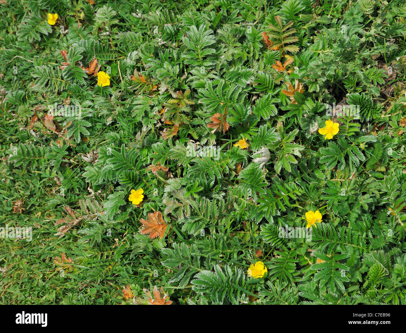 Silver weed hi-res stock photography and images - Alamy