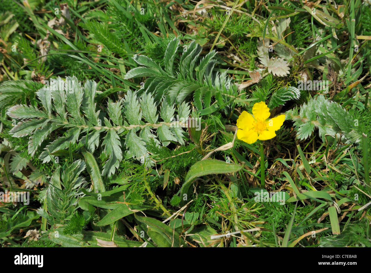 Silverweed, potentilla anserina Stock Photo - Alamy