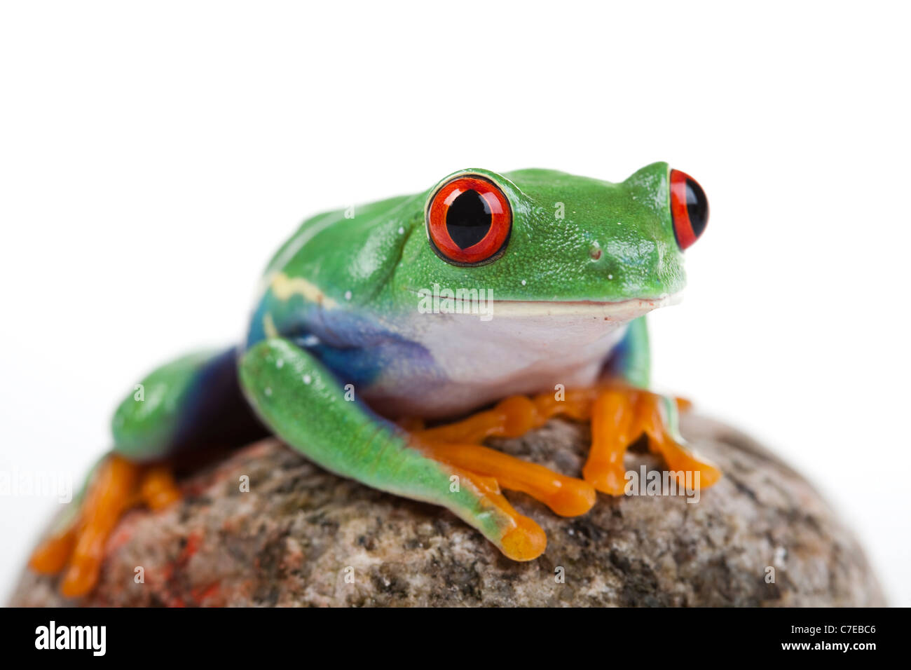 Frog - small animal red eyed Stock Photo - Alamy