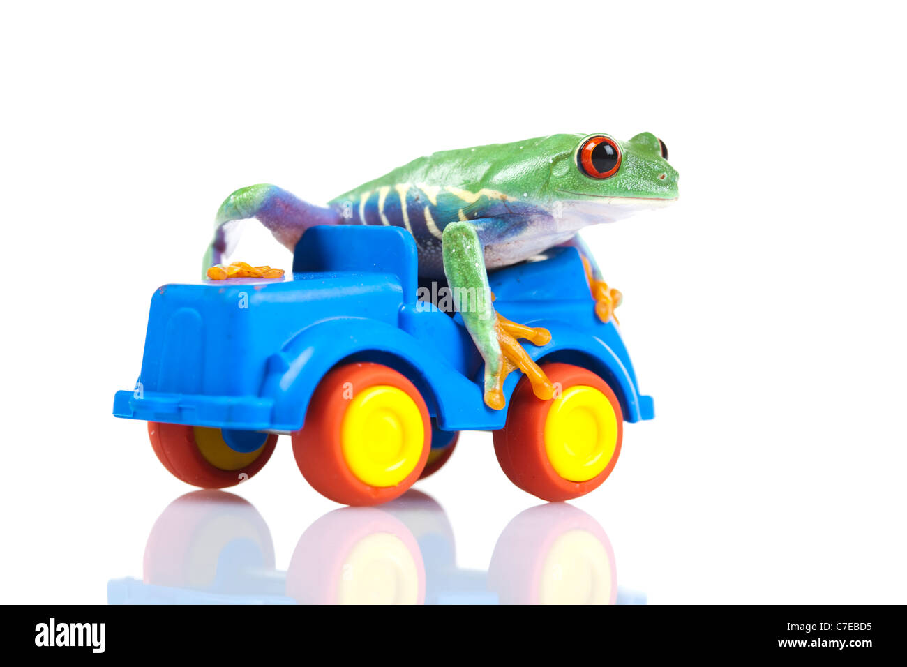 Frog in a car Stock Photo - Alamy