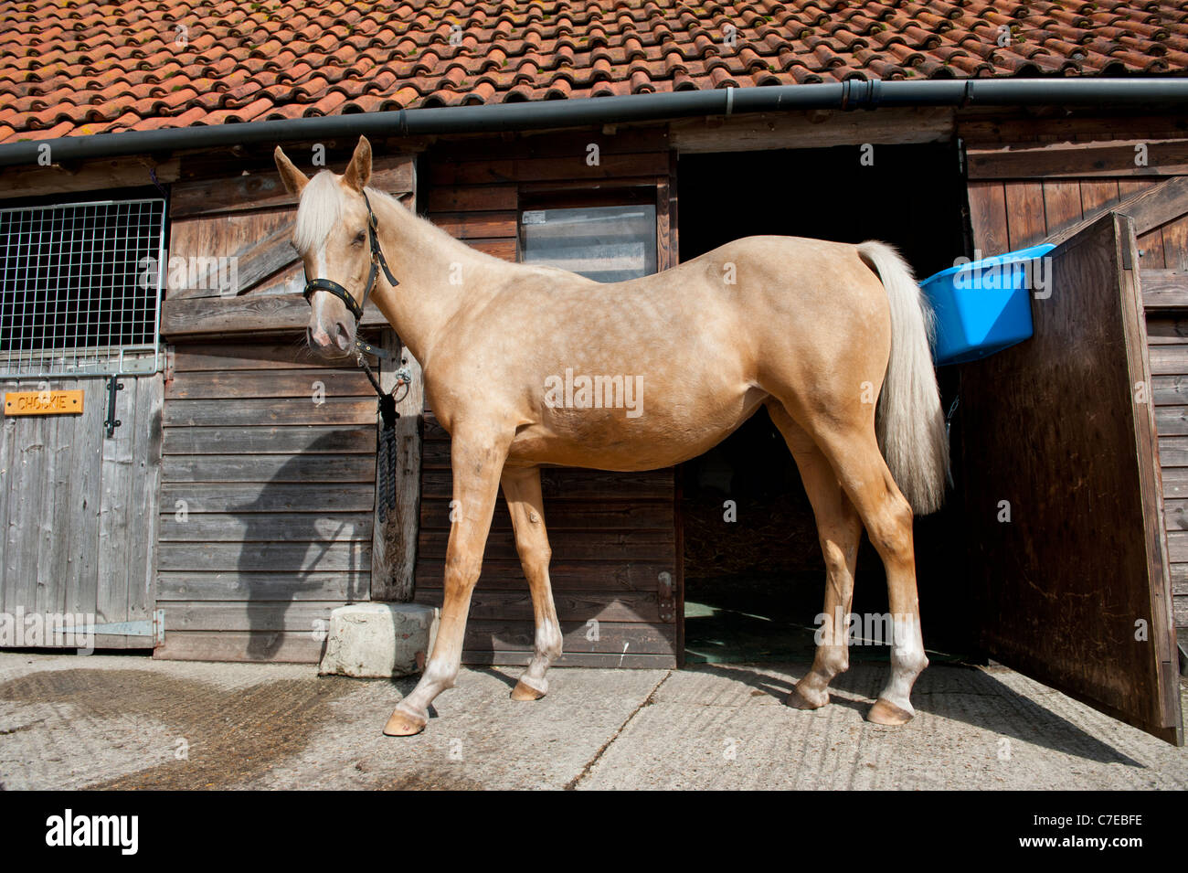 Pony in a stable Stock Photo - Alamy