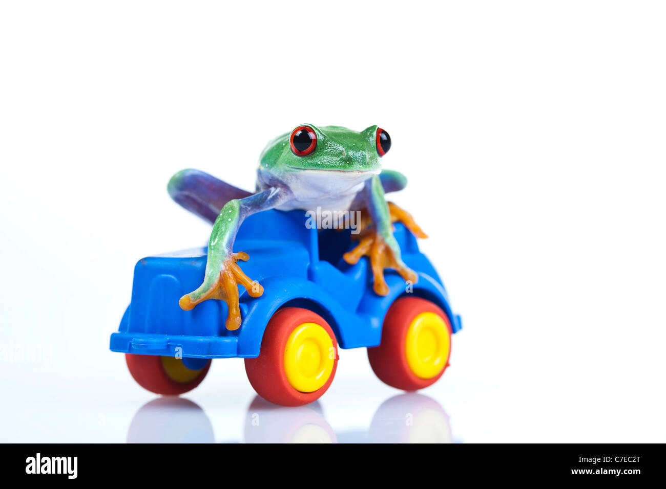 Frog in a car Stock Photo - Alamy