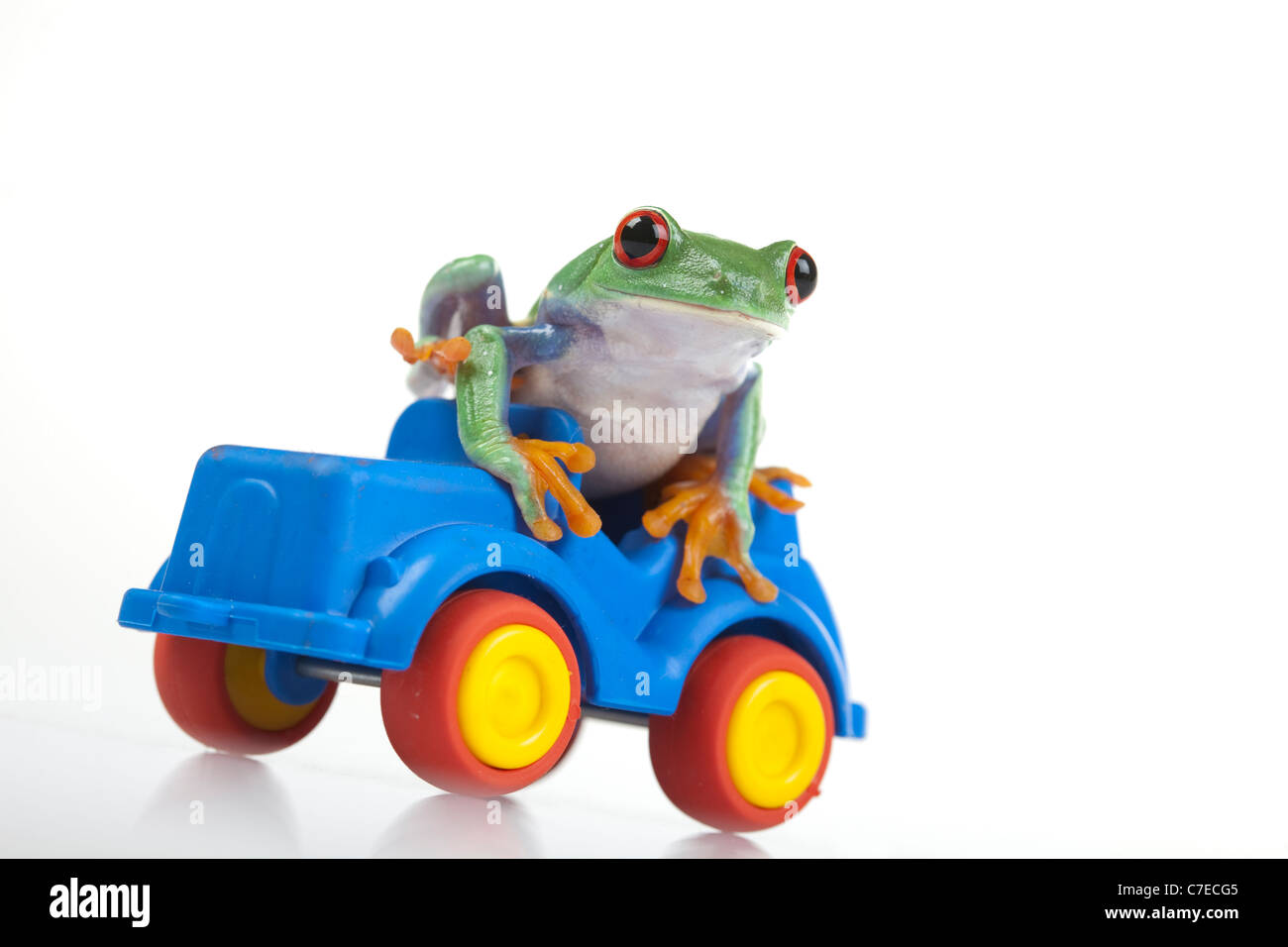 Frog in a car Stock Photo - Alamy