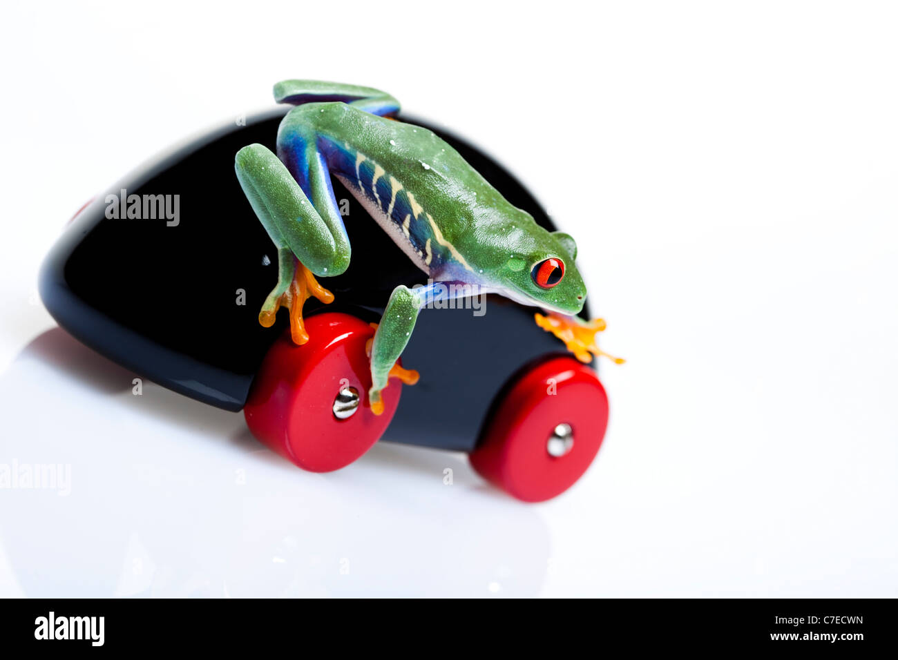 Frog on wooden toy car Stock Photo - Alamy