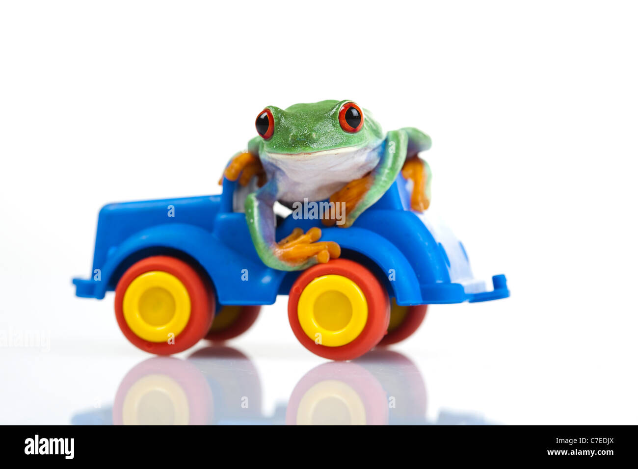 Frog in a car Stock Photo - Alamy
