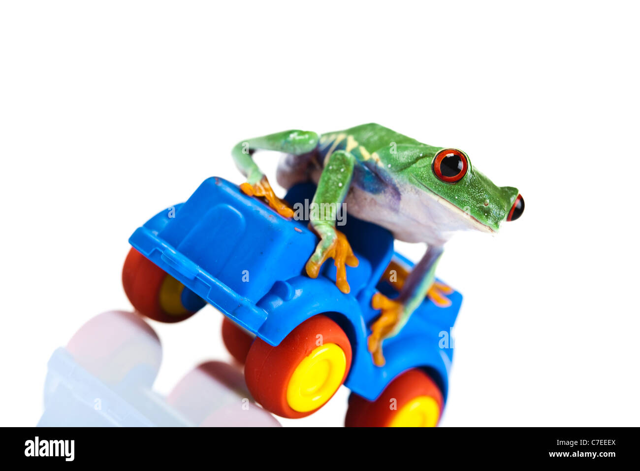 Frog in a car Stock Photo - Alamy