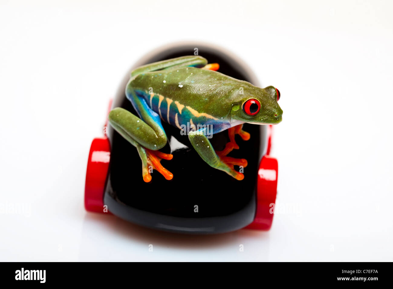 Frog in a car Stock Photo - Alamy