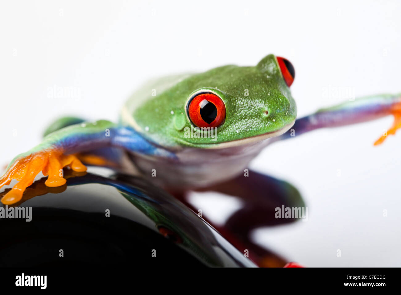 Frog car toy hi-res stock photography and images - Alamy