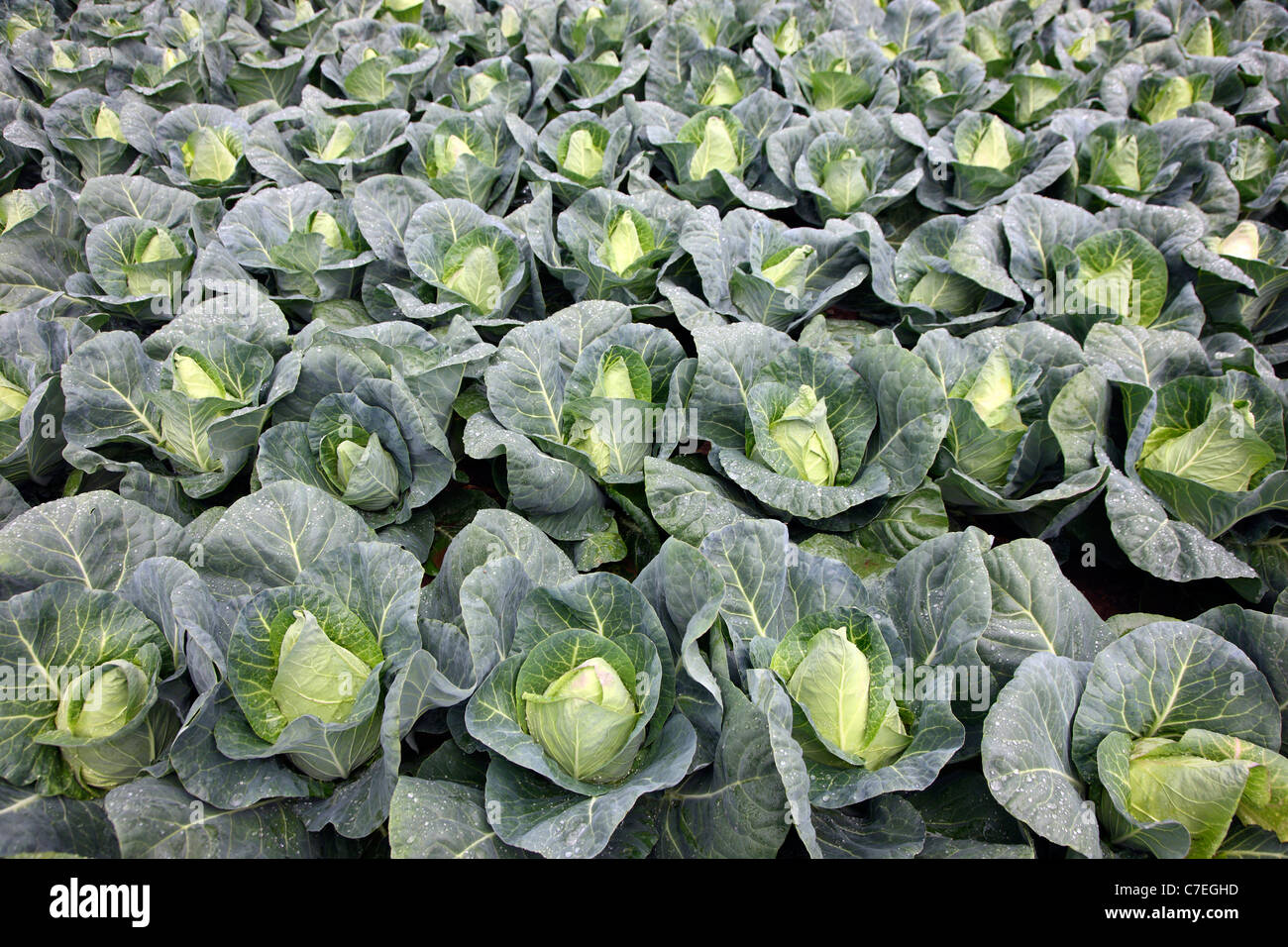 White cabbage, growing on the field Stock Photo - Alamy