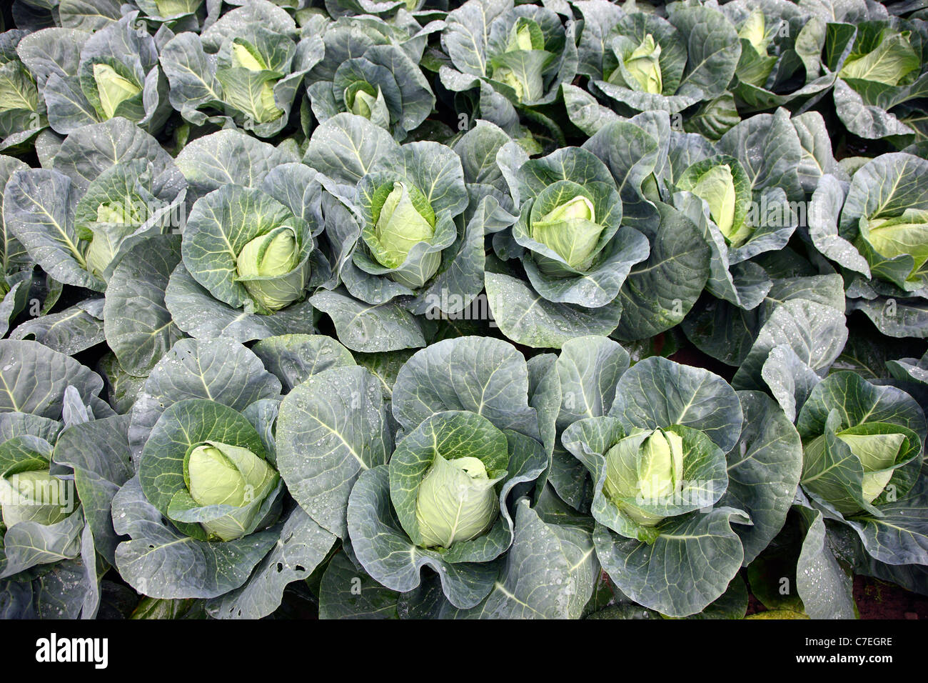 White cabbage, growing on the field Stock Photo - Alamy