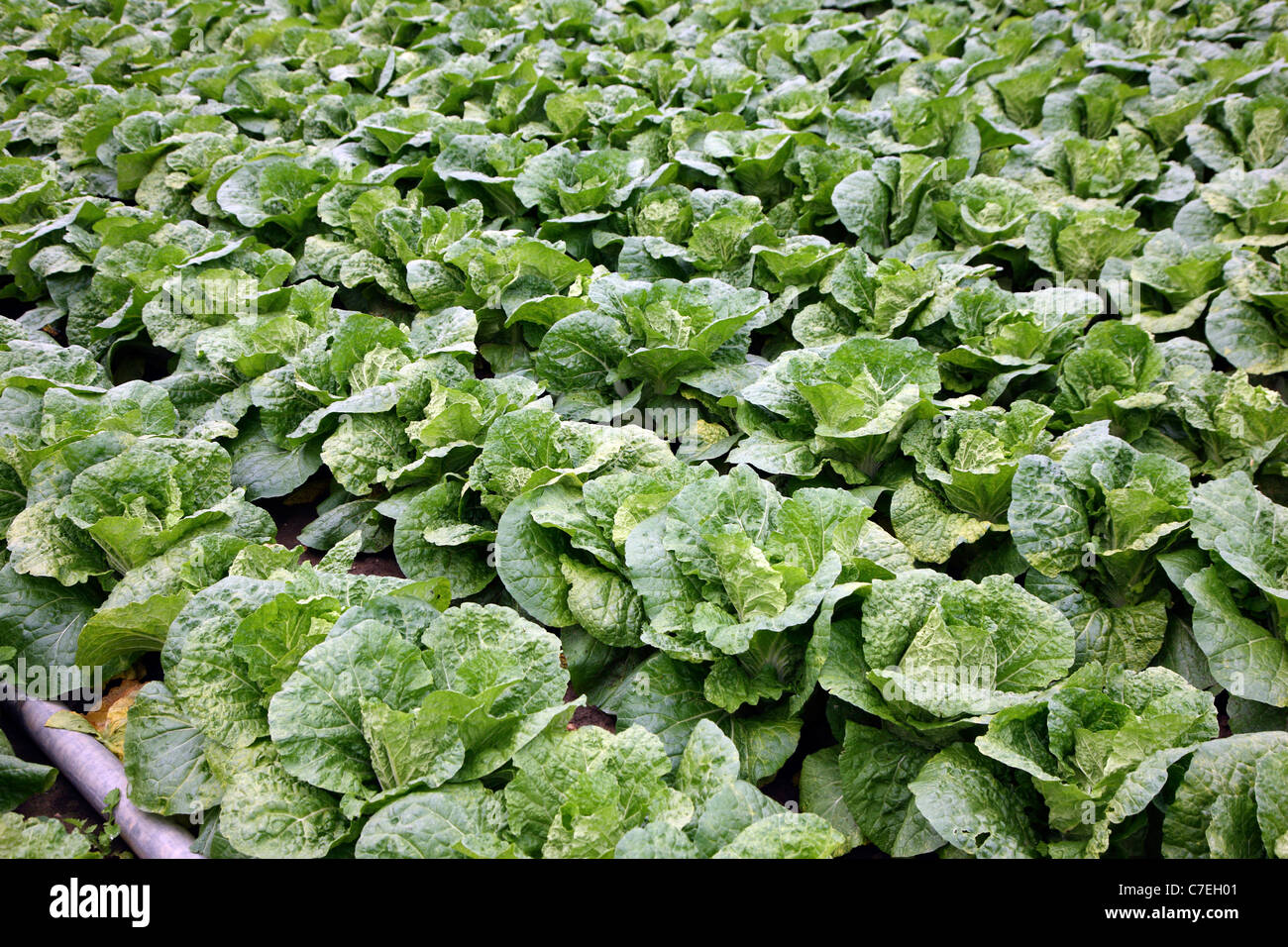 Cabbage plants on a field, plantation, farm. Germany Stock Photo - Alamy