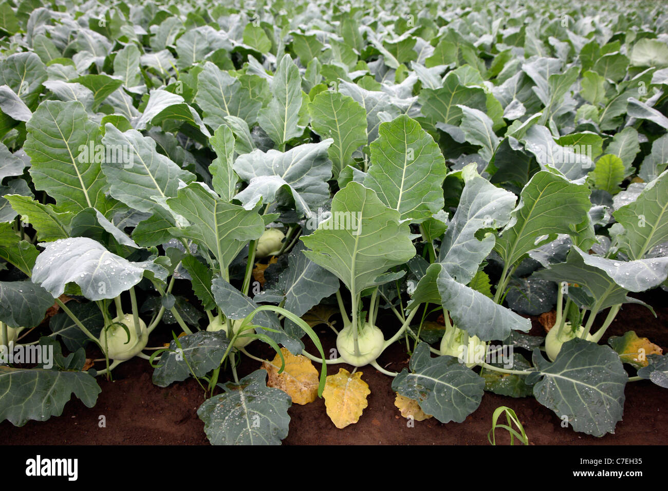Kohlrabi plants, growing on the field Stock Photo - Alamy