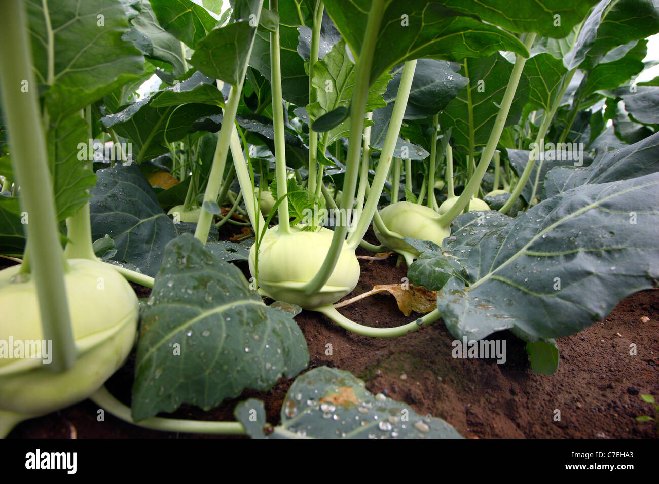 Kohlrabi plants, growing on the field Stock Photo - Alamy