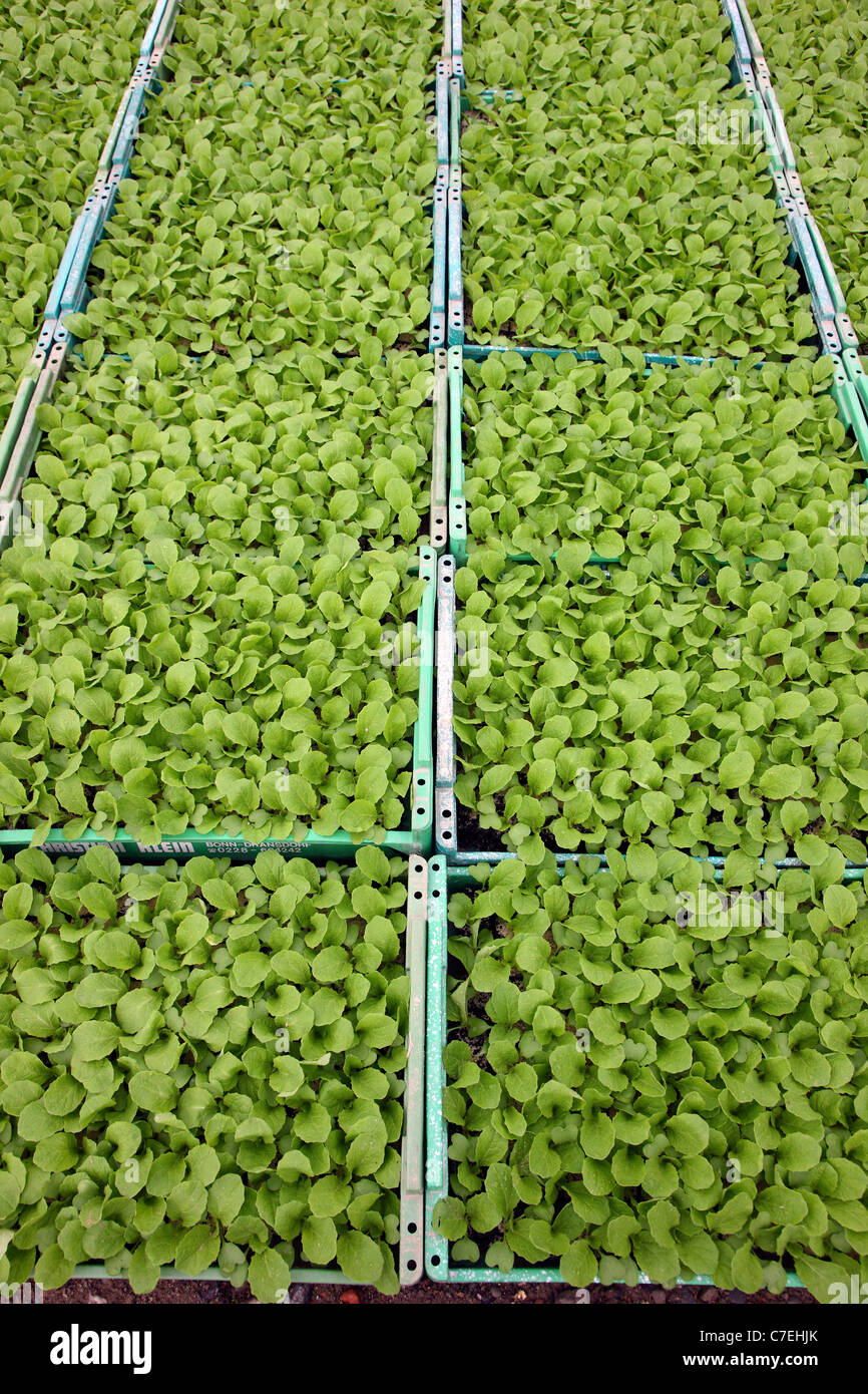 Cabbage Seedling Cabbage Seedlings High Resolution Stock Photography ...