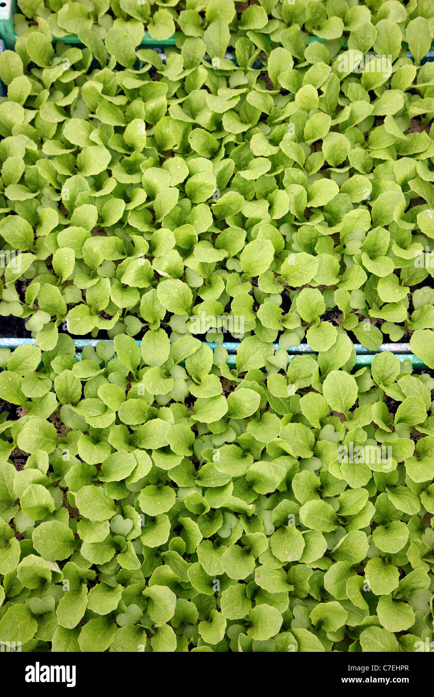 Young cabbage plants, seedlings, ready to be pricked in the field Stock ...