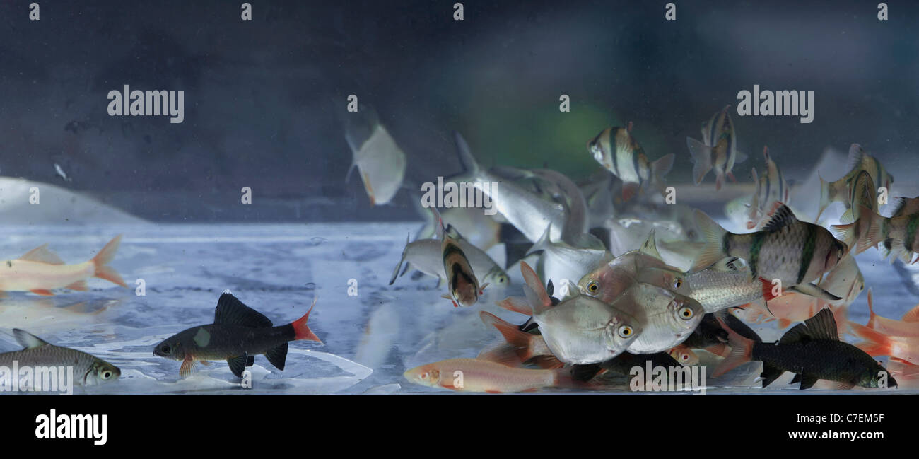 Angel shark hi-res stock photography and images - Alamy