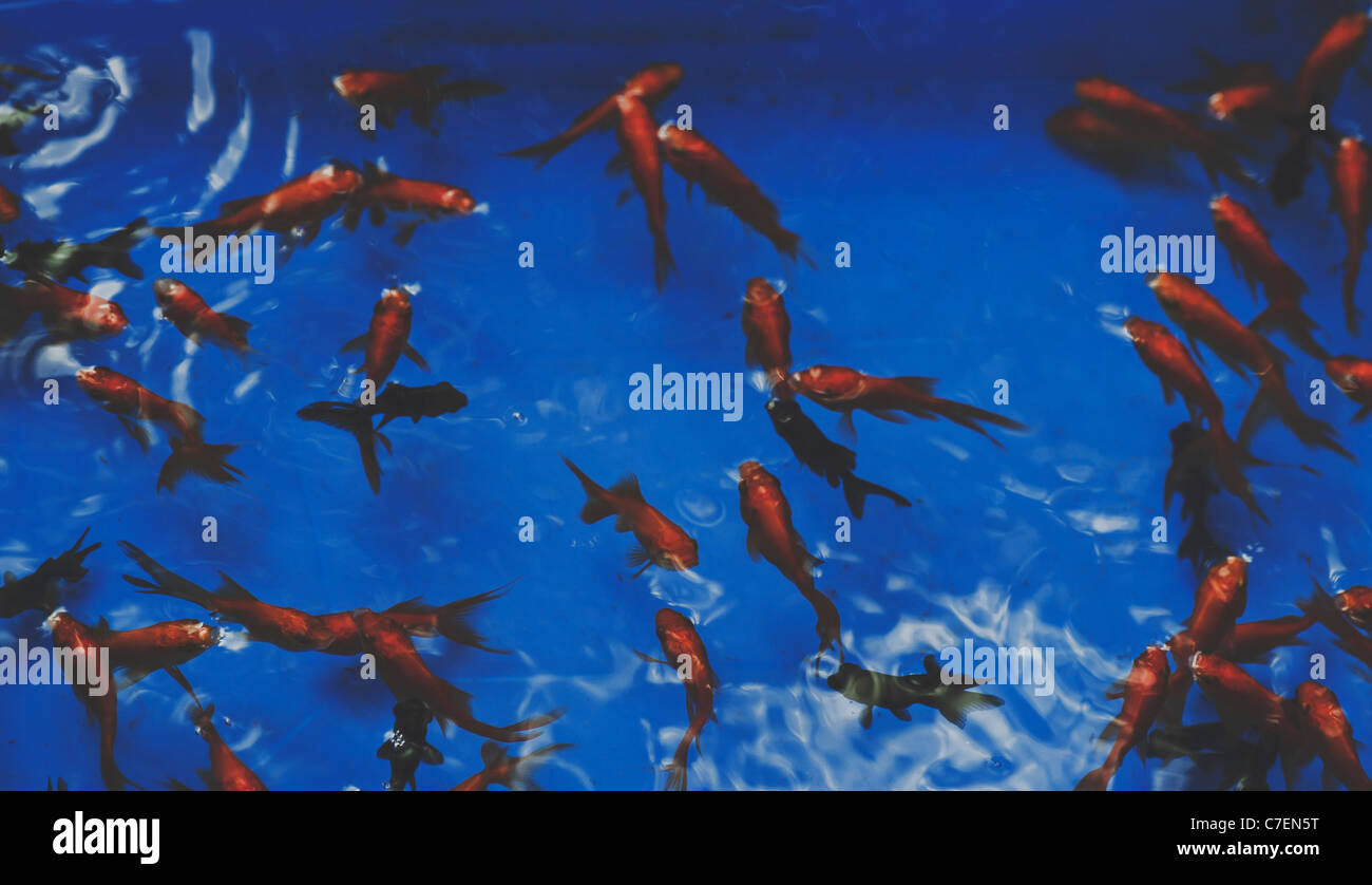 Kolkata Fish High Resolution Stock Photography and Images - Alamy