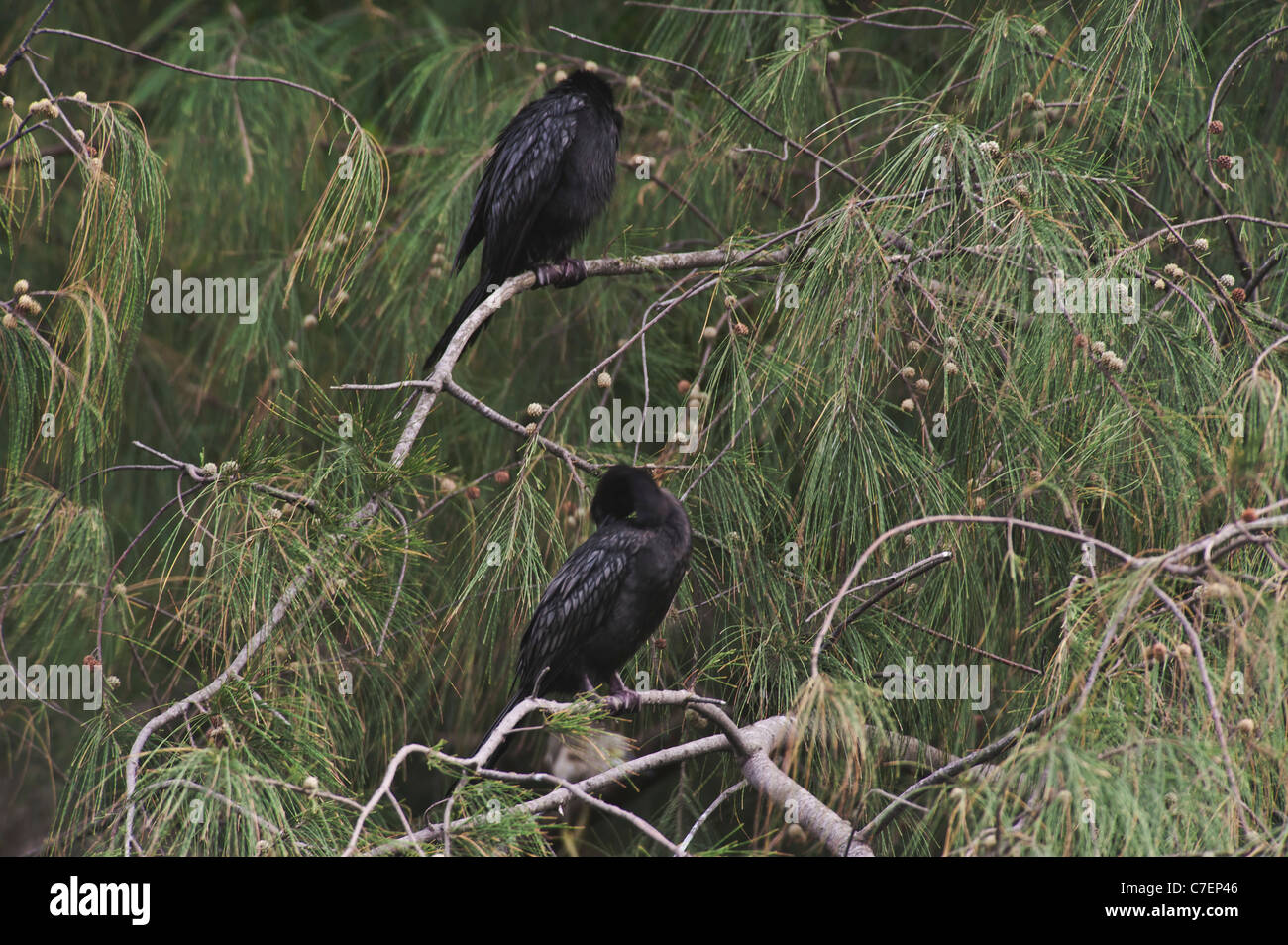 Wings horizontal format hi-res stock photography and images - Alamy