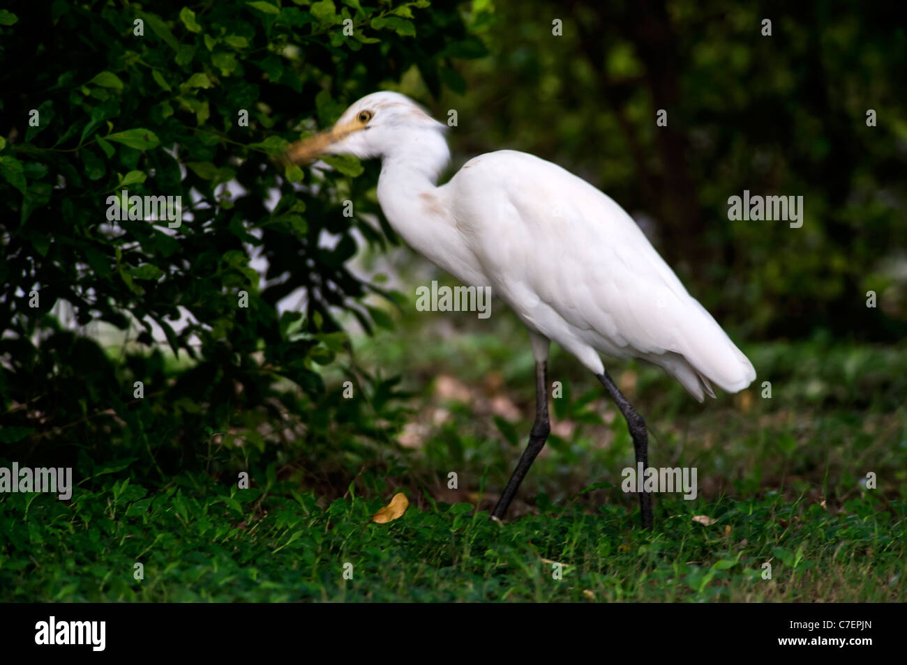 Insects india hi-res stock photography and images - Alamy