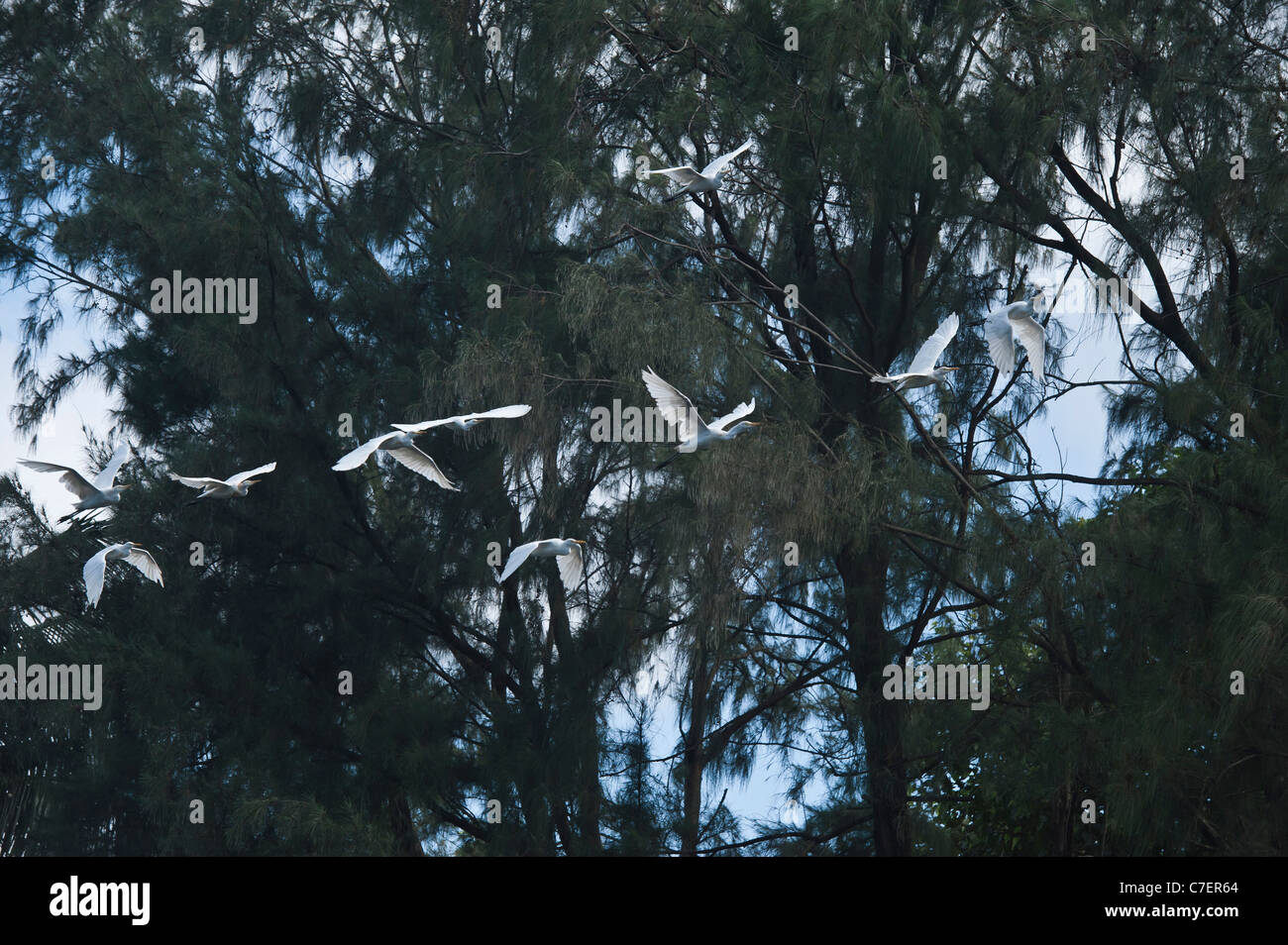 Flying through tall trees hi-res stock photography and images - Alamy
