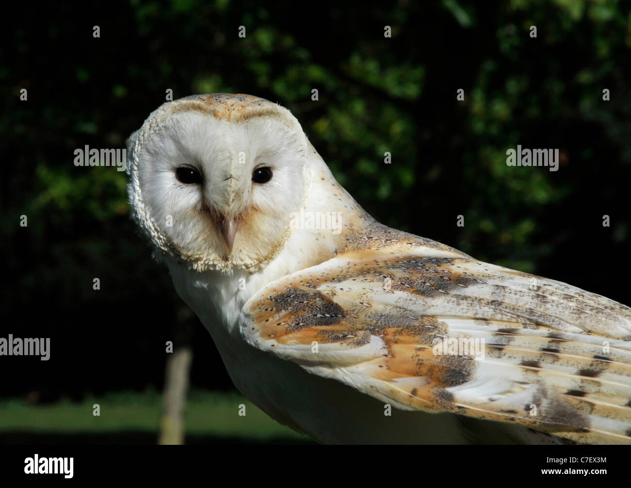 Barn owl fluff hi-res stock photography and images - Alamy