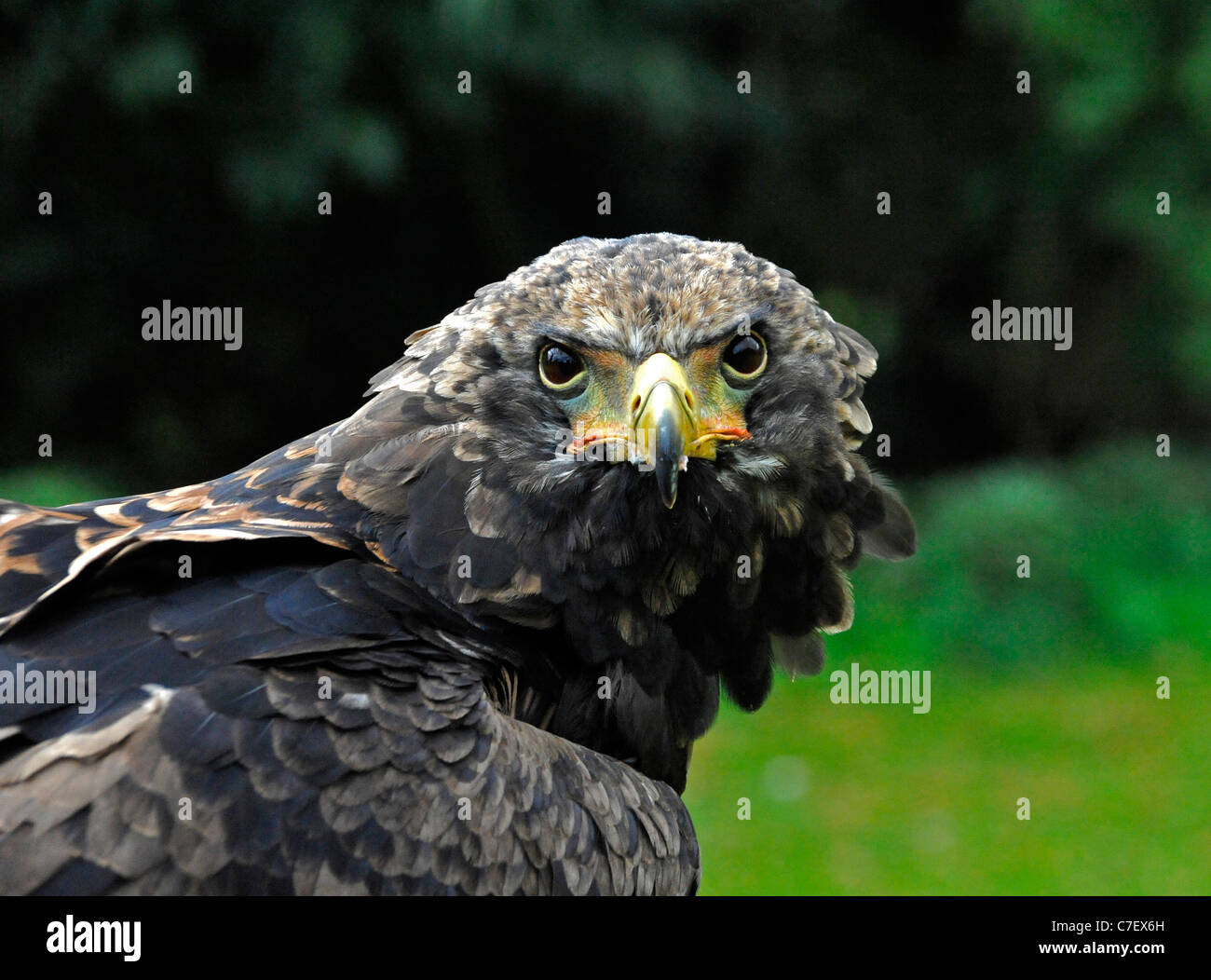 The evil eagle hi-res stock photography and images - Alamy