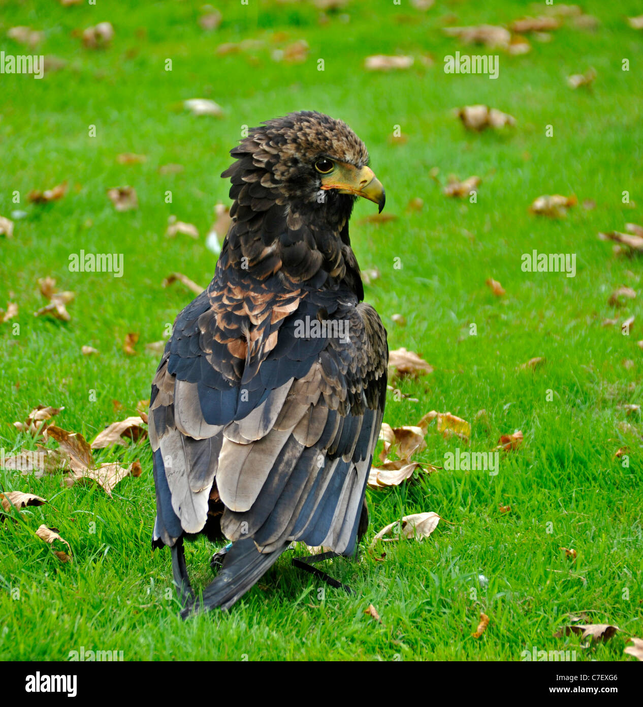 The evil eagle hi-res stock photography and images - Alamy