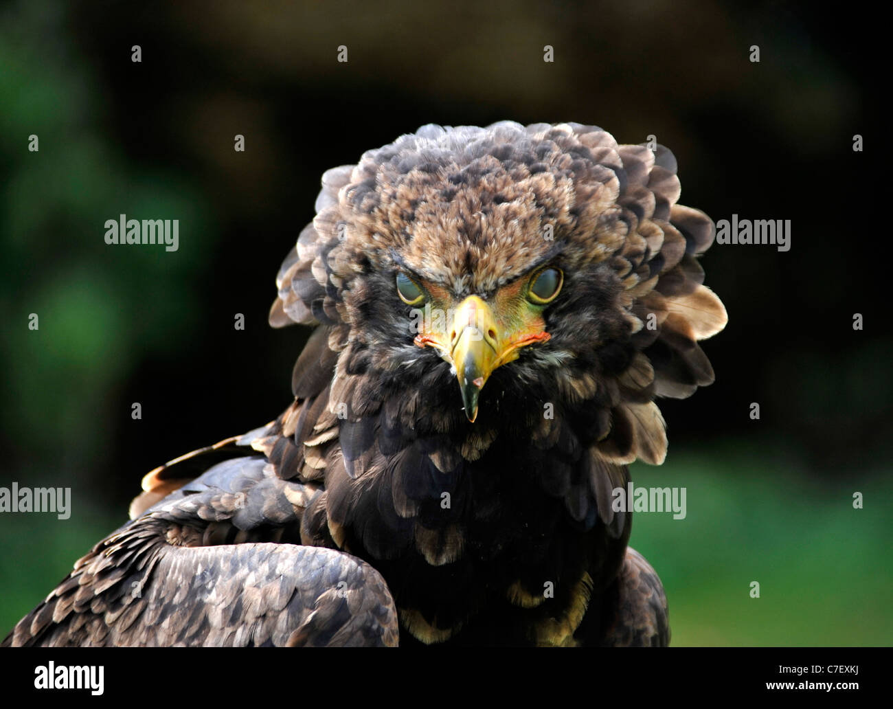 The evil eagle hi-res stock photography and images - Alamy